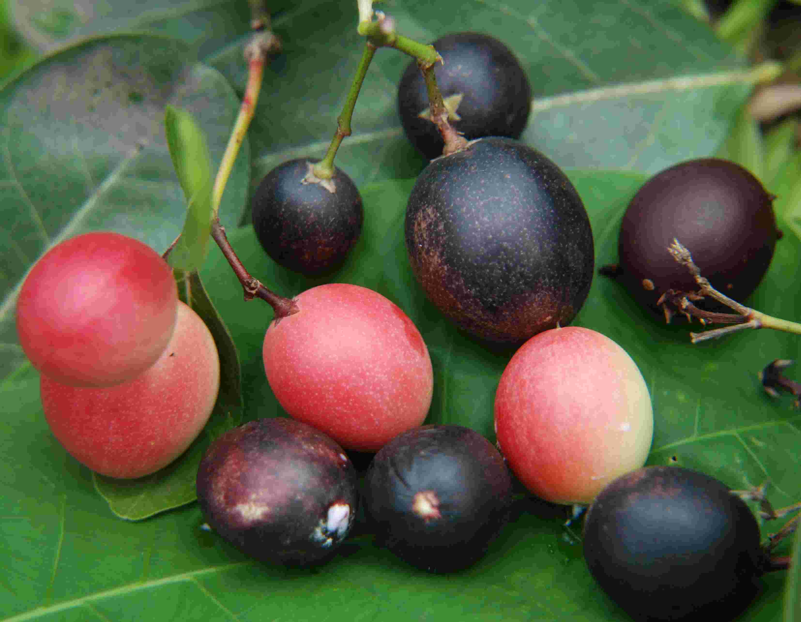 buah renda | Ernawati Sinaga